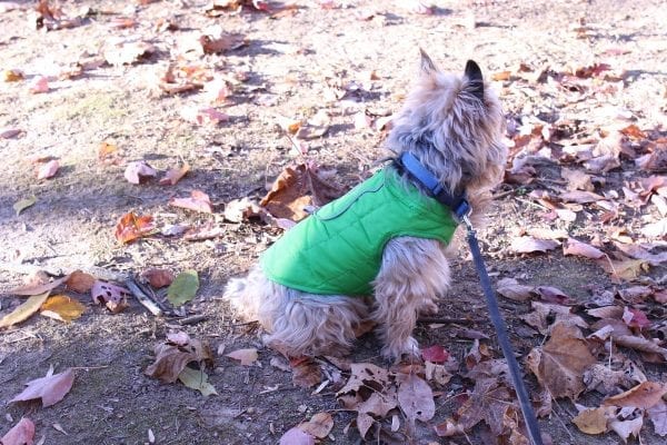 DIY Dog Chef Hat + Treat Ideas - Hobbies on a Budget