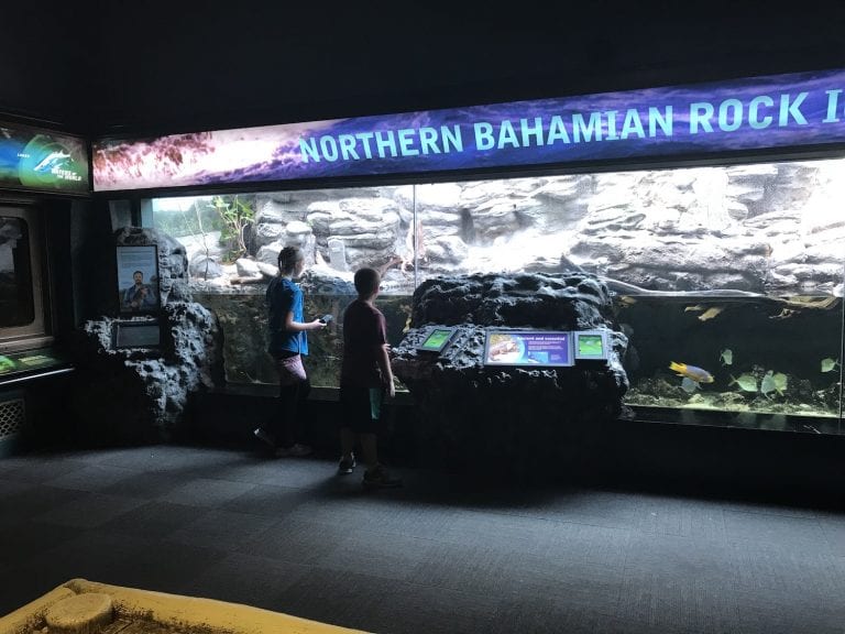 Things to Know about Shedd Aquarium - Hobbies on a Budget