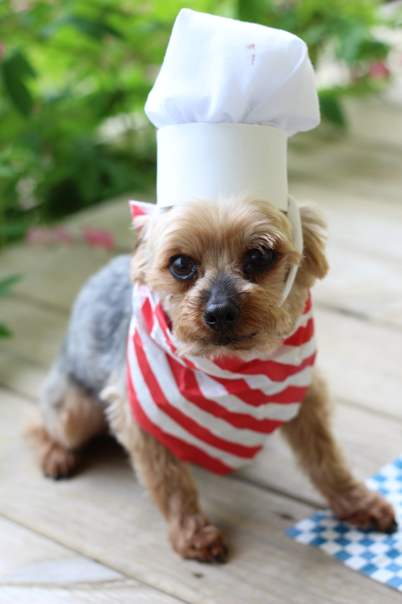 DIY Dog Chef Hat + Treat Ideas - Hobbies on a Budget