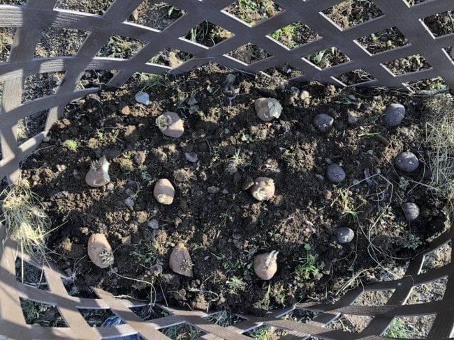 My Experiment Growing Potatoes Above Ground - Hobbies on a Budget