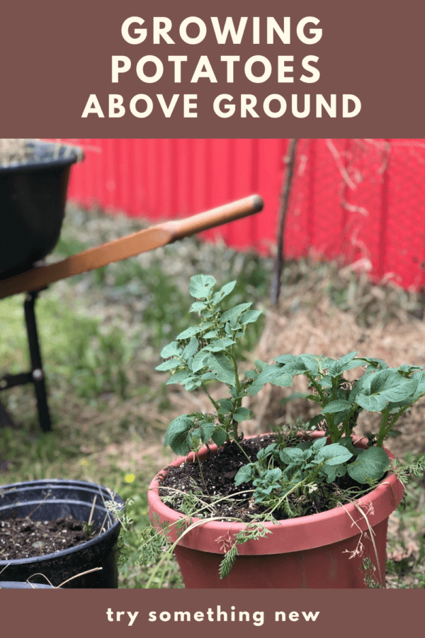 My Experiment Growing Potatoes Above Ground - Hobbies on a Budget